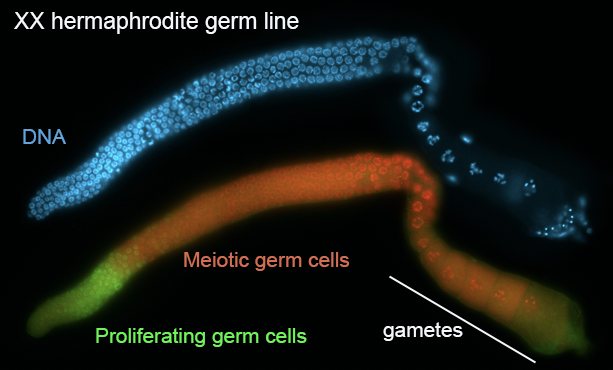 Research - Maine lab – Syracuse University